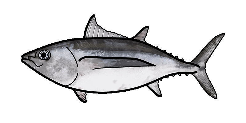Tuna Types – A Tinned Fish Guide by Caputo’s – Caputo's Market & Deli