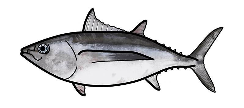 Tuna Types – A Tinned Fish Guide by Caputo’s – Caputo's Market & Deli