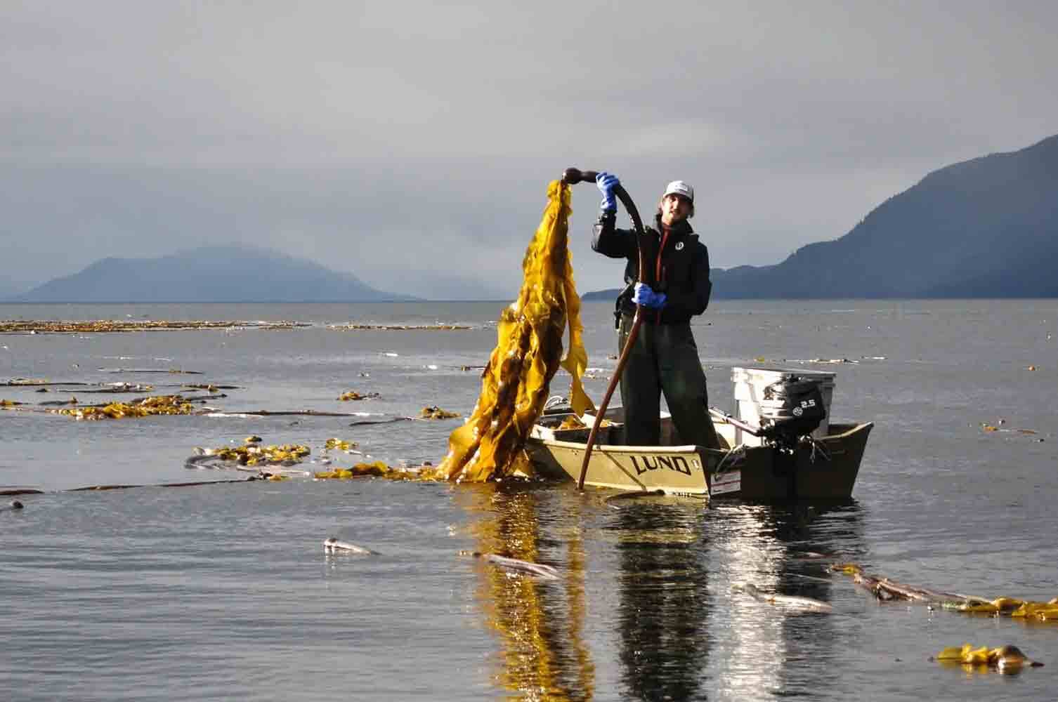 Barnacle Knows a Thing or Two About Kelp – Caputo's Market & Deli