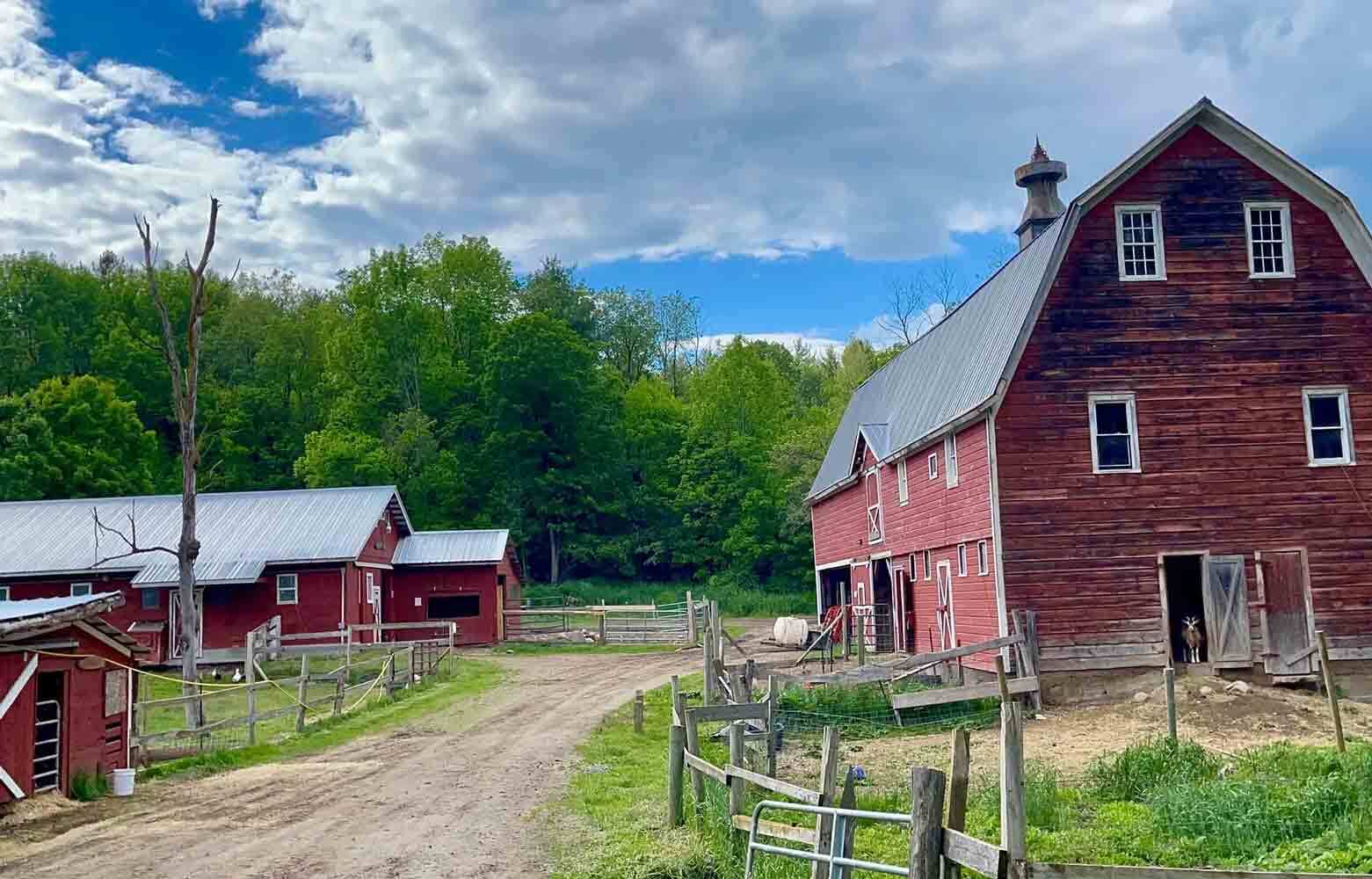 All Nettle, No Sting – Caputo's Market & Deli