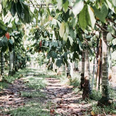 Tasting Taiwan with Fu Wan Chocolate – Caputo's Market & Deli