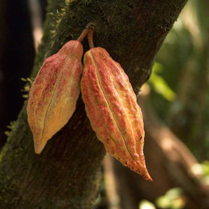 Caputo’s Annual Chocolate Festival + Heirloom Cacao – Caputo's Market ...
