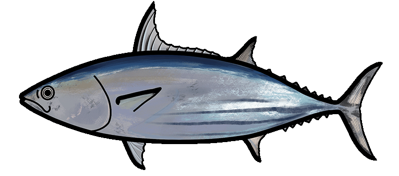 Tuna Types – A Tinned Fish Guide by Caputo’s – Caputo's Market & Deli