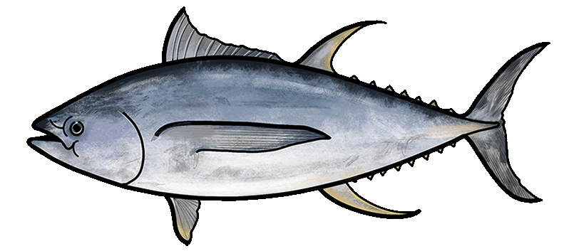 Tuna Types – A Tinned Fish Guide by Caputo’s – Caputo's Market & Deli
